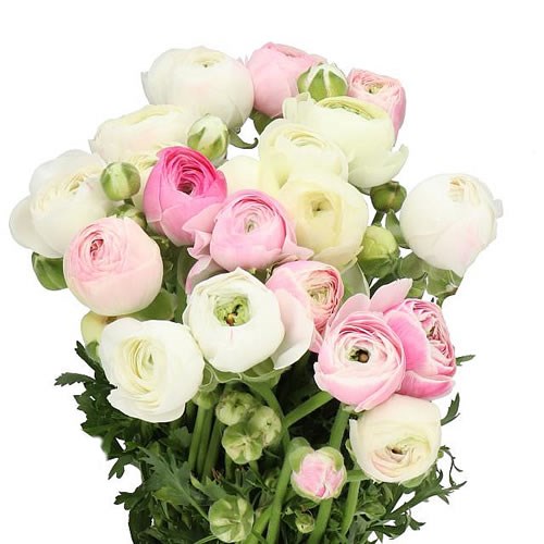 RANUNCULUS AMANDINE PORCELAIN SUPER 45cm | Wholesale Dutch Flowers ...
