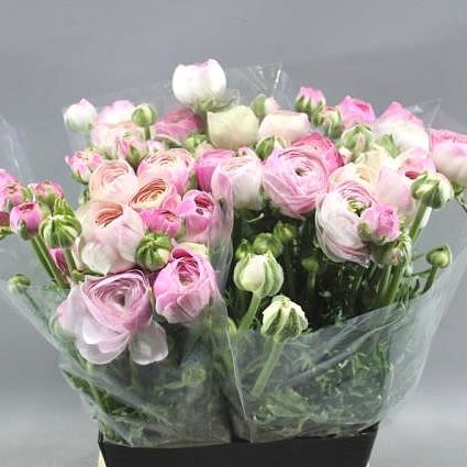 RANUNCULUS AMANDINE PORCELAIN SUPER 45cm | Wholesale Dutch Flowers ...