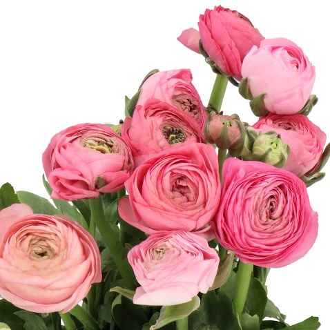 RANUNCULUS AMANDINE ROSE 45cm | Wholesale Dutch Flowers & Florist ...