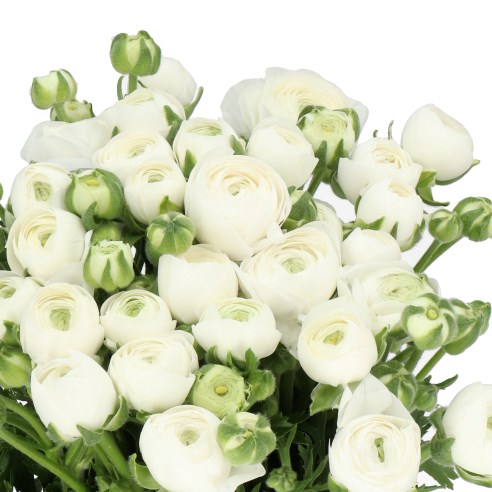RANUNCULUS AMANDINE SNOWFLAKE 40cm | Wholesale Dutch Flowers & Florist ...