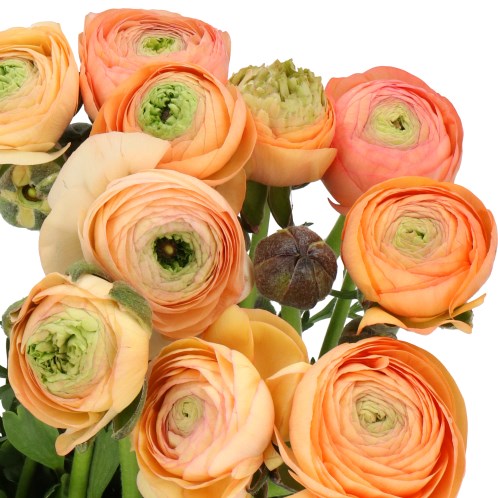 RANUNCULUS AMANDINE TANGO 40cm | Wholesale Dutch Flowers & Florist ...