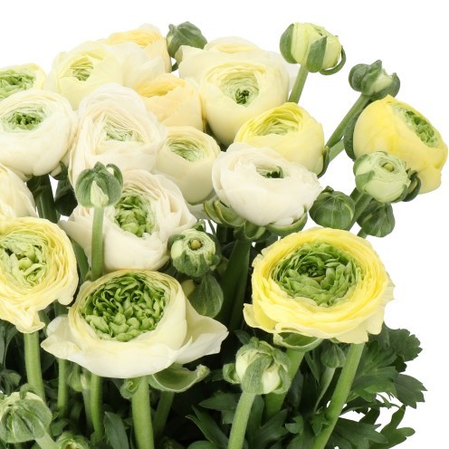 RANUNCULUS AMANDINE WEDDING 40cm | Wholesale Dutch Flowers & Florist ...
