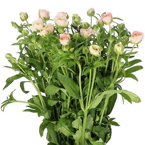 RANUNCULUS BUTTERFLY ARIADNE 50cm | Wholesale Dutch Flowers & Florist ...