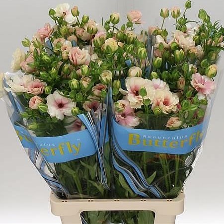 RANUNCULUS BUTTERFLY ARIADNE 50cm | Wholesale Dutch Flowers & Florist ...