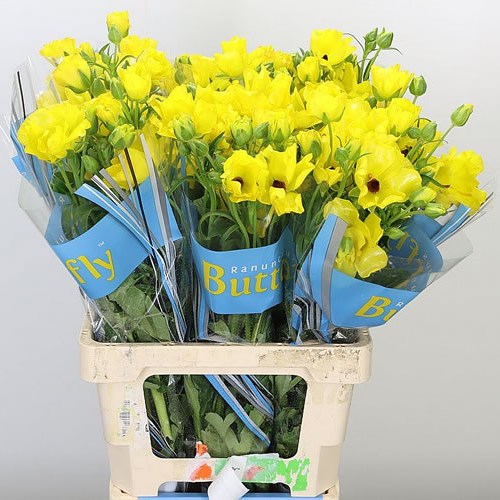 RANUNCULUS BUTTERFLY ARTEMIS 50cm | Wholesale Dutch Flowers & Florist ...