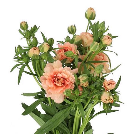 RANUNCULUS BUTTERFLY BUTTERFLY ERIS 60cm | Wholesale Dutch Flowers ...