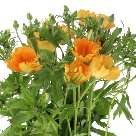 RANUNCULUS BUTTERFLY CHARIS 60cm | Wholesale Dutch Flowers & Florist ...