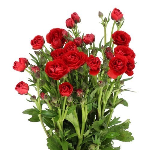 RANUNCULUS BUTTERFLY HADES (KENYA) 40cm | Wholesale Dutch Flowers ...