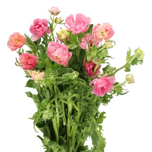 RANUNCULUS BUTTERFLY HERA 55cm | Wholesale Dutch Flowers & Florist ...