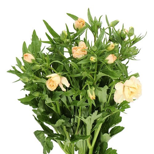 RANUNCULUS BUTTERFLY HEST 50cm | Wholesale Dutch Flowers & Florist ...