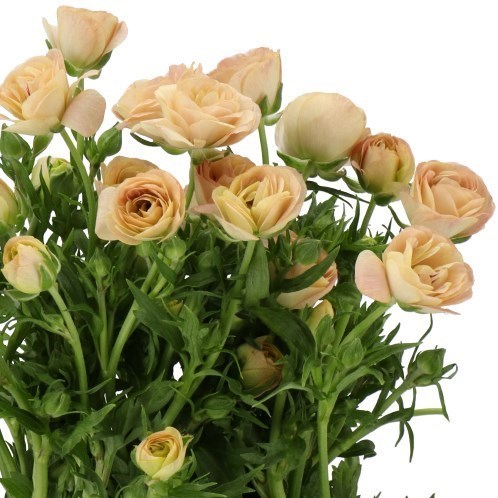 RANUNCULUS BUTTERFLY HEST (KENYA) 60cm | Wholesale Dutch Flowers ...