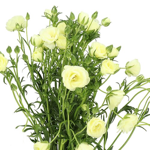 RANUNCULUS BUTTERFLY LITAI 60cm | Wholesale Dutch Flowers & Florist ...