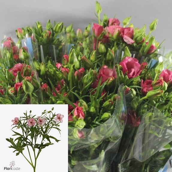 RANUNCULUS BUTTERFLY LYCIA 50cm | Wholesale Dutch Flowers & Florist ...