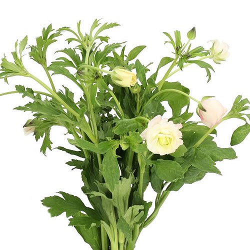 Ranunculus Butterfly Melissa 60cm Wholesale Dutch Flowers Florist