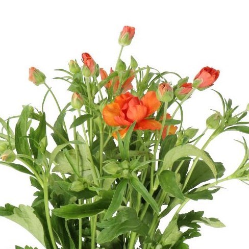 RANUNCULUS BUTTERFLY MINOAN 40cm | Wholesale Dutch Flowers & Florist ...