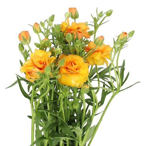 RANUNCULUS BUTTERFLY PHOSPHORUS 50cm | Wholesale Dutch Flowers ...