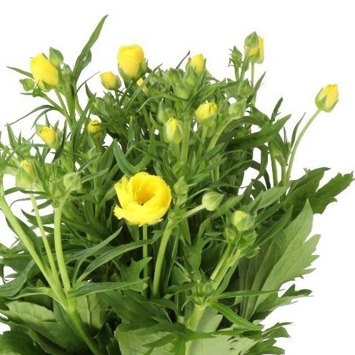 RANUNCULUS BUTTERFLY PHYTALOS (KENYA) 70cm | Wholesale Dutch Flowers ...