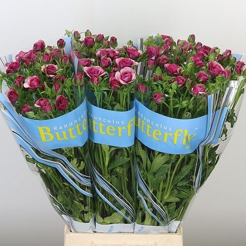 RANUNCULUS BUTTERFLY THIVA 70cm | Wholesale Dutch Flowers & Florist ...