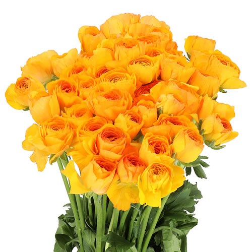 RANUNCULUS CLOONY YELLOW SUNRISE EX 40cm | Wholesale Dutch Flowers ...