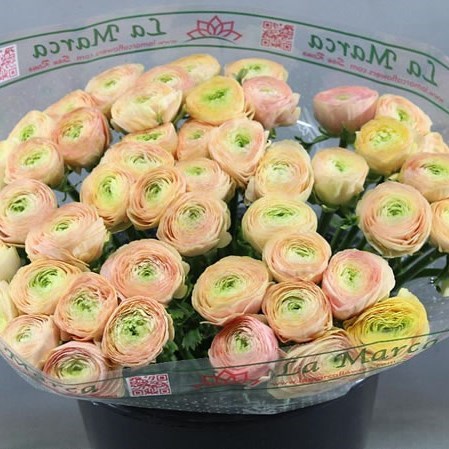 RANUNCULUS CLOONY BLUSHING PASCAL EX 45cm | Wholesale Dutch Flowers ...