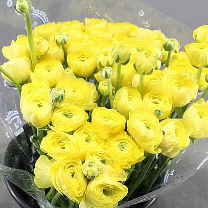 RANUNCULUS CLOONY LEMON 40cm | Wholesale Dutch Flowers & Florist ...