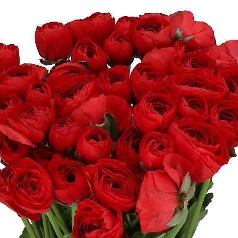 RANUNCULUS CLOONY 31 RED EX 45cm | Wholesale Dutch Flowers & Florist ...