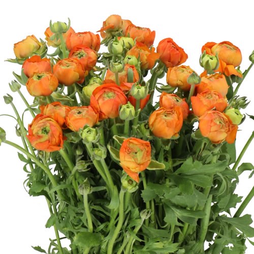 RANUNCULUS CLOONY ALPHA EX 45cm | Wholesale Dutch Flowers & Florist ...
