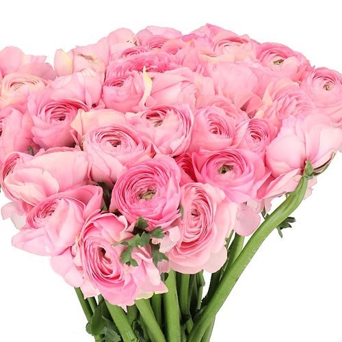 RANUNCULUS CLOONY BLUSH 40cm | Wholesale Dutch Flowers & Florist ...