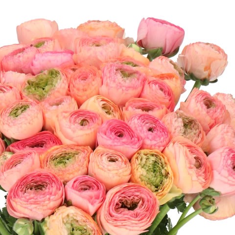 RANUNCULUS CLOONY BLUSHING PASCAL EX 40cm | Wholesale Dutch Flowers UK