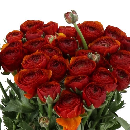 RANUNCULUS CLOONY BROWNIE 40cm | Wholesale Dutch Flowers & Florist ...