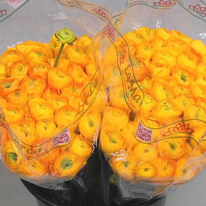 RANUNCULUS CLOONY CERES YELLOW 40cm | Wholesale Dutch Flowers & Florist ...
