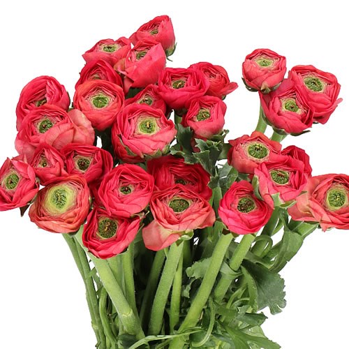 RANUNCULUS CLOONY CHARLESTON 40cm | Wholesale Dutch Flowers & Florist ...