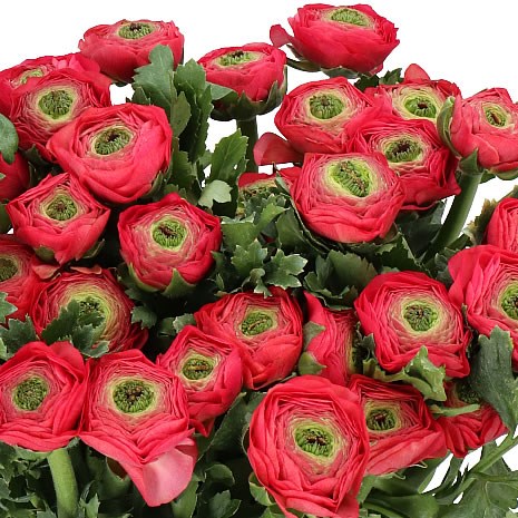 RANUNCULUS CLOONY CHARLESTON EX 40cm | Wholesale Dutch Flowers ...