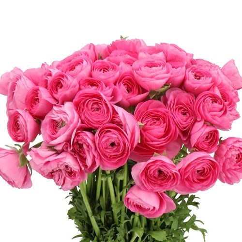 RANUNCULUS CLOONY COLORADO 40cm | Wholesale Dutch Flowers & Florist ...