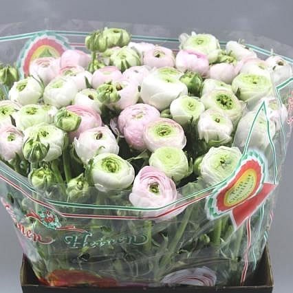 RANUNCULUS CLOONY CONFETTO 40cm | Wholesale Dutch Flowers & Florist ...
