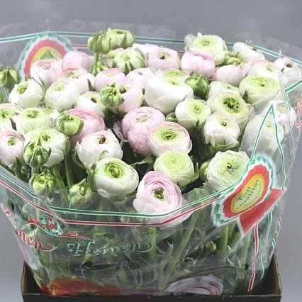 RANUNCULUS CLOONY CONFETTO EXTRA 40cm | Wholesale Dutch Flowers ...