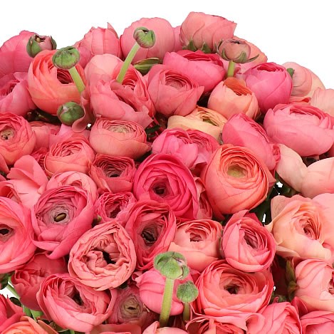 Coral Ranunculus Flowers