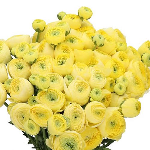 RANUNCULUS CLOONY CREAM 126 40cm | Wholesale Dutch Flowers & Florist ...