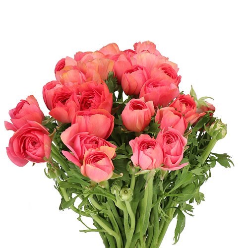 RANUNCULUS CLOONY FRAGOLINO 40cm | Wholesale Dutch Flowers & Florist ...