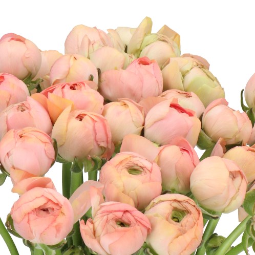 RANUNCULUS CLOONY GRAND PASTEL SUPER 45cm | Wholesale Dutch Flowers ...