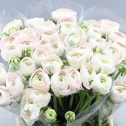 RANUNCULUS CLOONY HANOI BLUSH EX 40cm | Wholesale Dutch Flowers ...