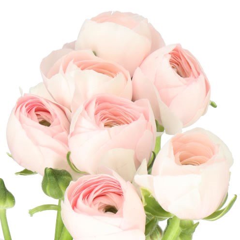 RANUNCULUS CLOONY HANOI BLUSH EX 45cm | Wholesale Dutch Flowers ...