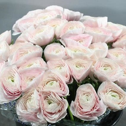 RANUNCULUS CLOONY HANOI SUPER 50cm | Wholesale Dutch Flowers & Florist ...