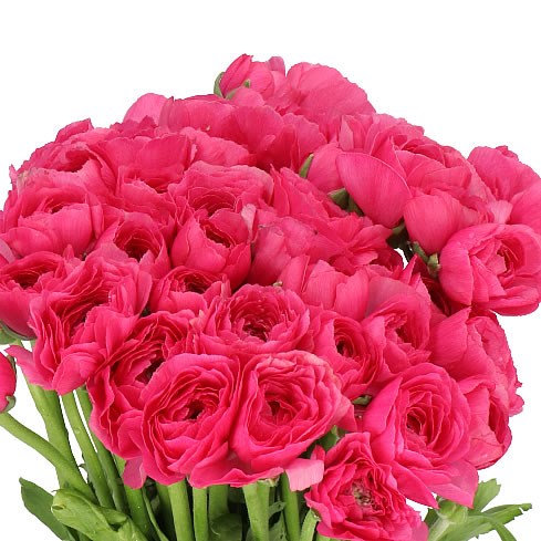 RANUNCULUS CLOONY HOT PINK 560 40cm | Wholesale Dutch Flowers & Florist ...
