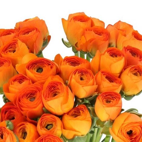 RANUNCULUS CLOONY LAMBADA 35cm | Wholesale Dutch Flowers & Florist ...