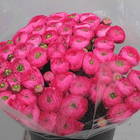 RANUNCULUS CLOONY LASER EXTREME 40cm | Wholesale Dutch Flowers ...