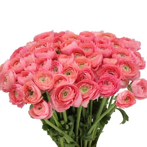 RANUNCULUS CLOONY MAIA 40cm | Wholesale Dutch Flowers & Florist Supplies UK