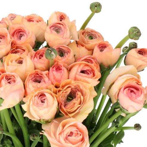 RANUNCULUS CLOONY NUANCE 40cm | Wholesale Dutch Flowers & Florist ...