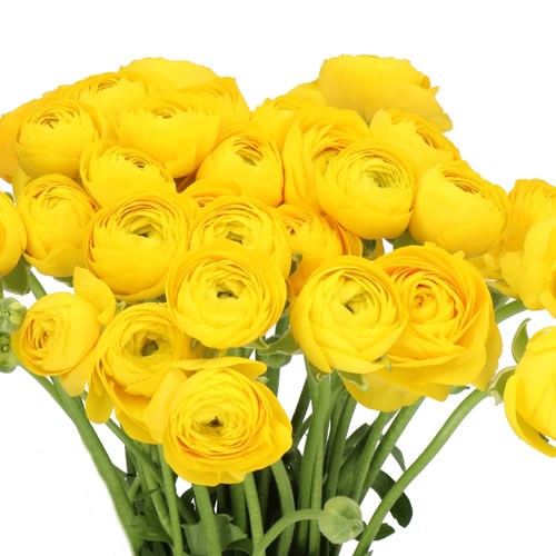 RANUNCULUS CLOONY OMEGA 40cm | Wholesale Dutch Flowers & Florist ...