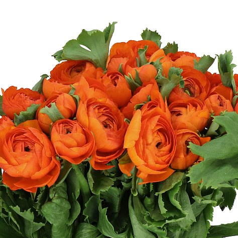 RANUNCULUS CLOONY ORANGE 021 40cm | Wholesale Dutch Flowers & Florist ...
